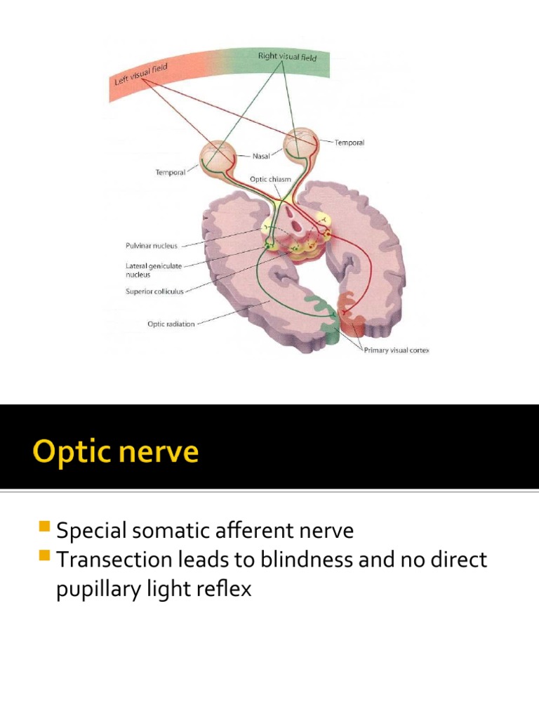 Visual Pathway | Visual System | Retina