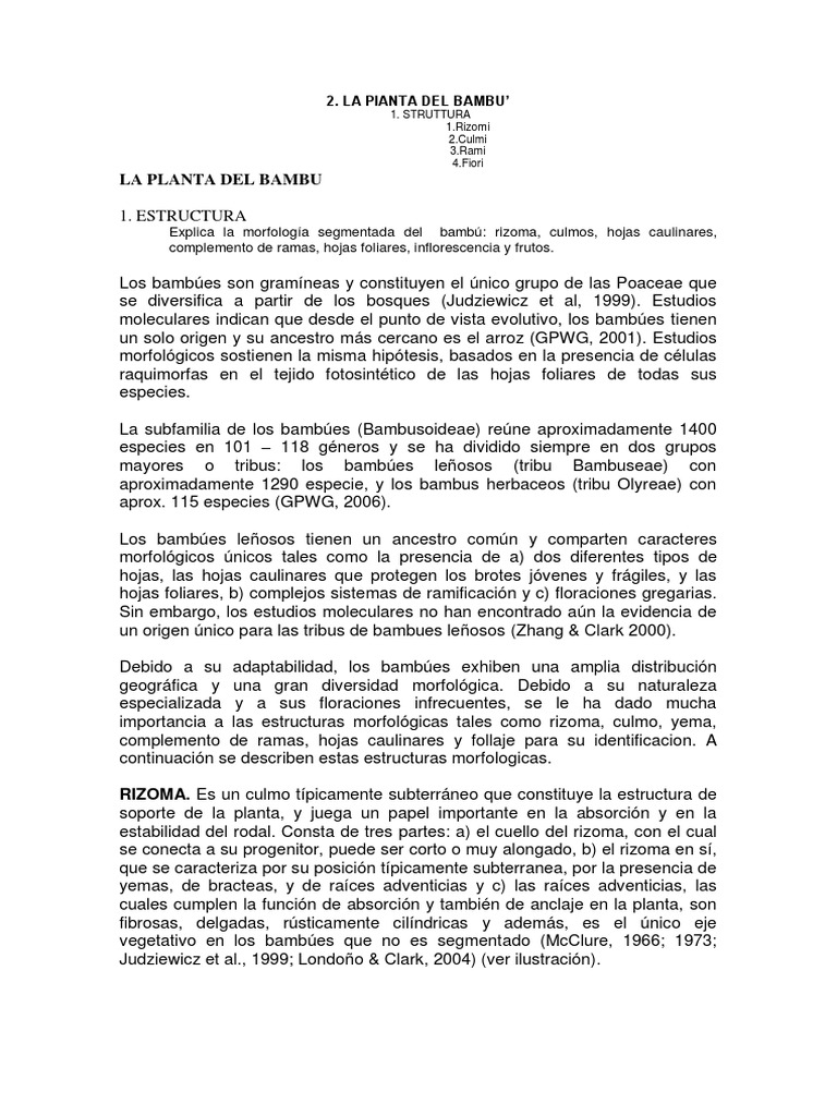 Estructura y morfología del bambú | PDF | Tallo de la planta | Bambú