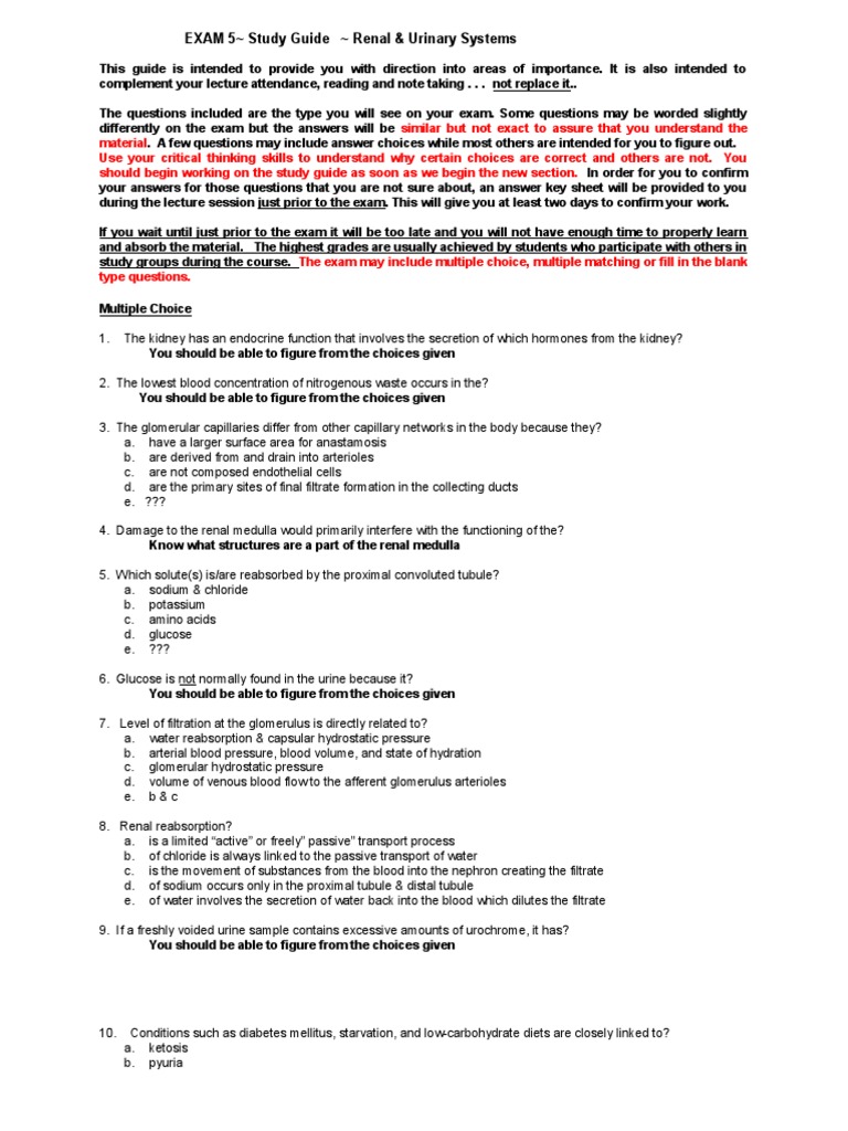 5-x Exam 5-Study Guide-Urinary System | PDF | Kidney | Urinary System