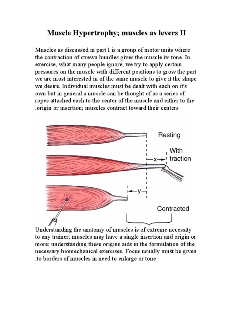 Muscle Hypertrophy; muscles as levers II | Muscle | Anatomical Terms Of ...