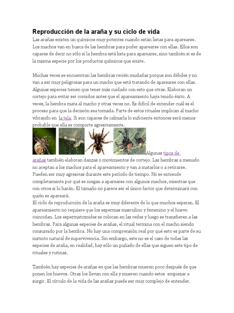 Reproducción de La Araña y Su Ciclo de Vida | Araña | Huevo