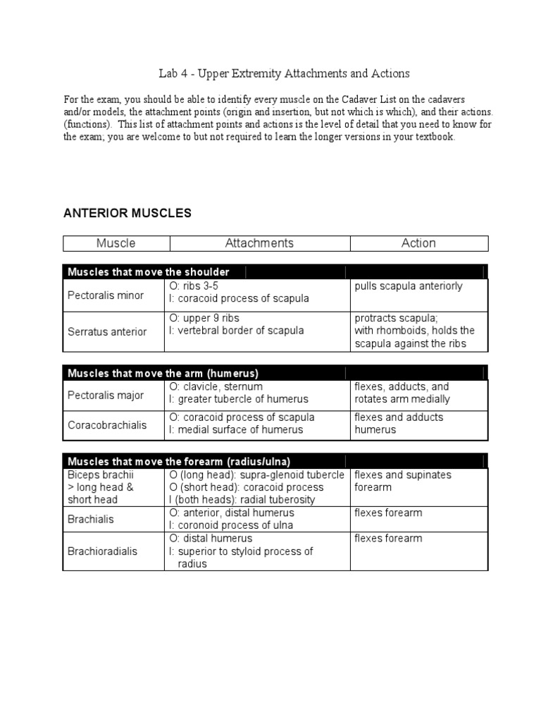 Upper Extremity Attachments and Actions | PDF | Anatomical Terms Of ...