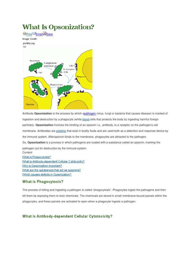 What Is Opsonization | Download Free PDF | Antibody | Phagocyte