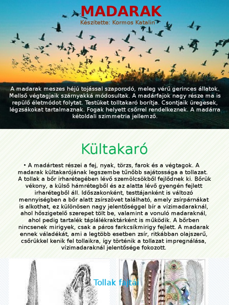 Madarak | PDF