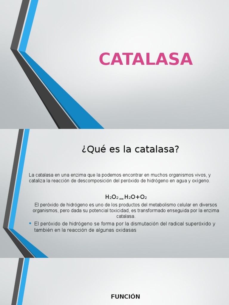 Función y Aplicaciones de la Catalasa | PDF | Catalasa | Enzima