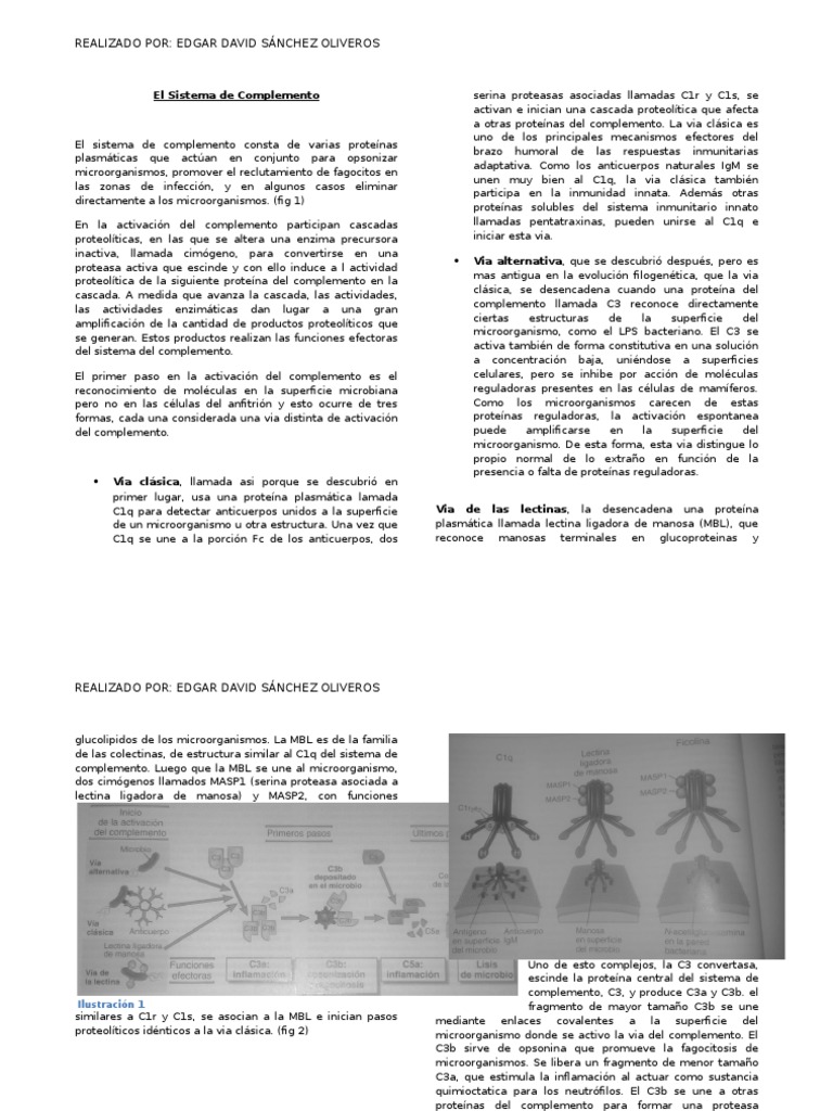 Sistema de Complemento (Resumen) | PDF | Sistema complementario | Sistema inmune