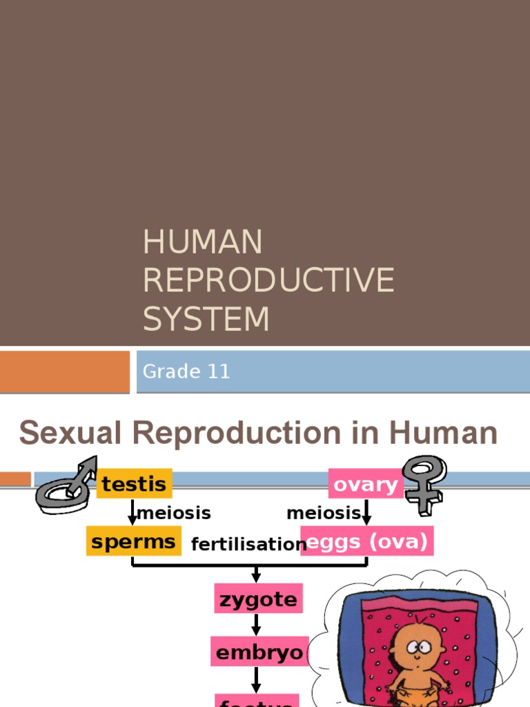 Human Reproductive System: Grade 11 | PDF
