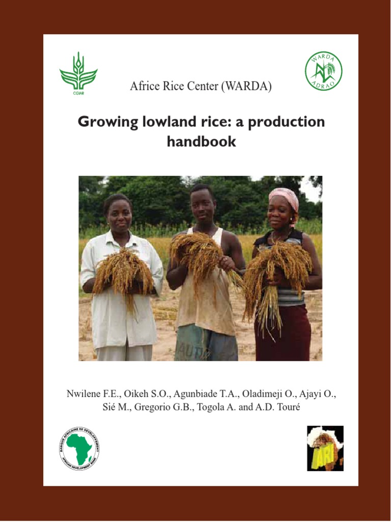 Essential Fertilizer Timing for Rice | PDF | Fertilizer | Rice