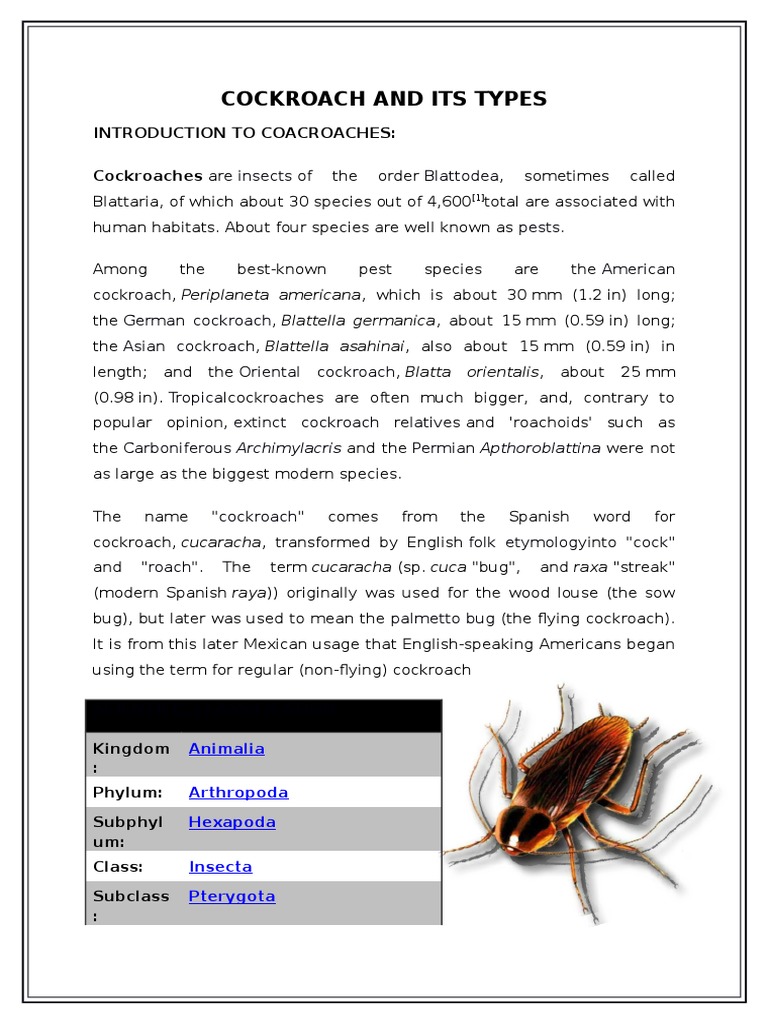 Cockroach and Its Types | PDF | Insects | Living Fossils