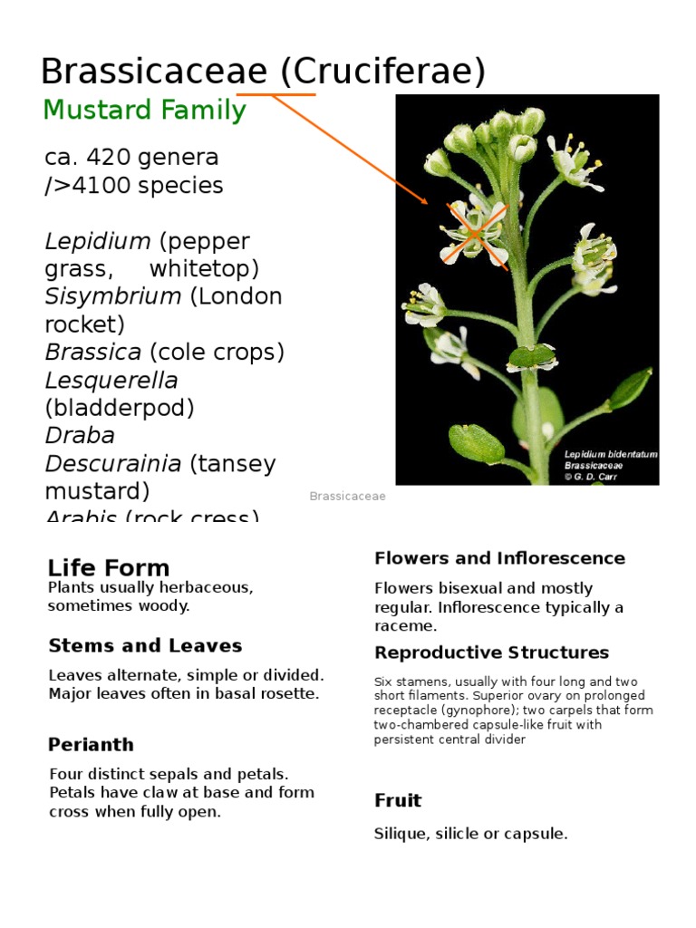 Brassicaceae | Plant Reproduction | Plant Morphology