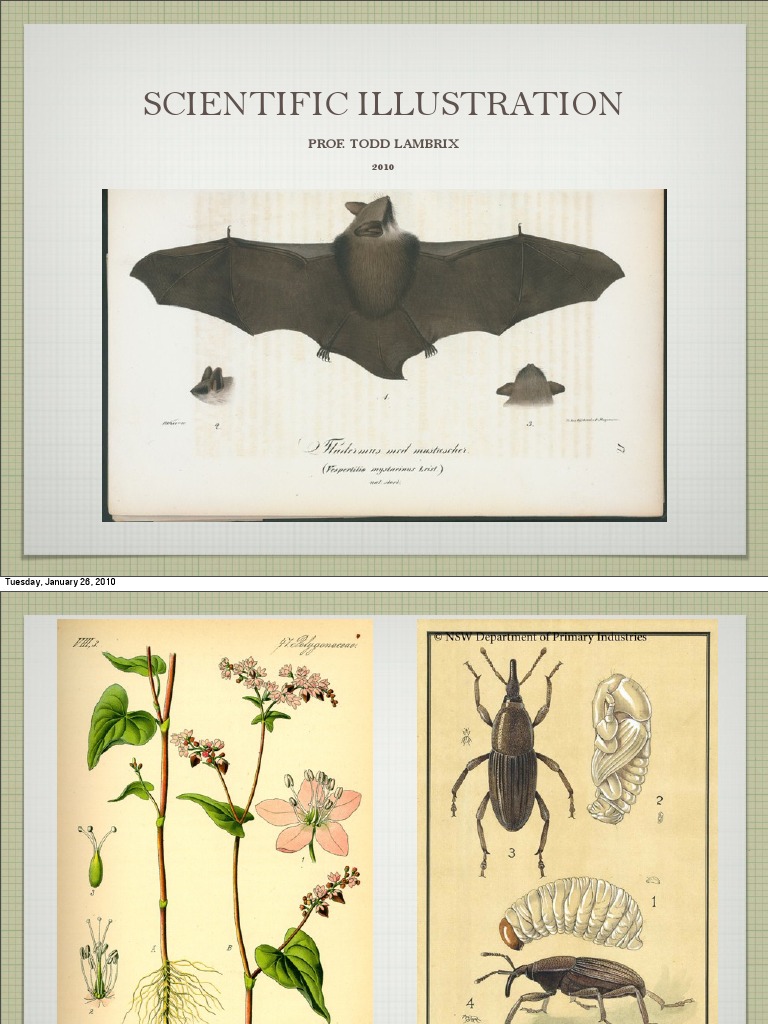 Vintage Scientific Bat Illustrations | PDF
