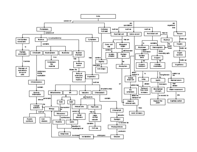 Cells Concept Map | PDF | Cell Nucleus | Cell (Biology)