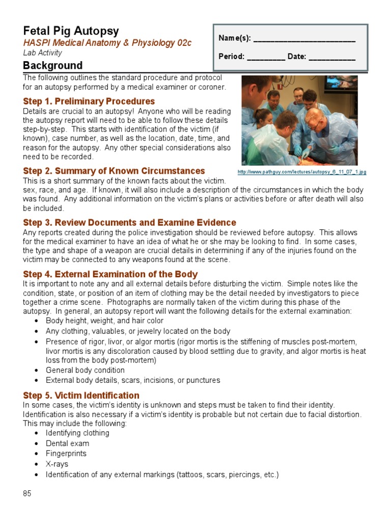 02c Fetal Pig Autopsy | Download Free PDF | Autopsy | Abdomen