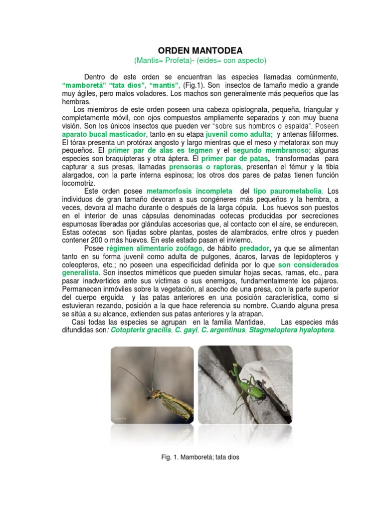 Insectos: Mantodea y Odonata | PDF | Insectos | Hexapoda