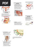 Aparato Reproductor Femenino-TRIPTICO | PDF | Útero | Labios