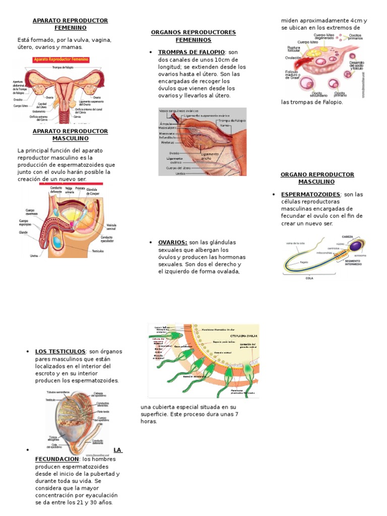 Triptico Aparato Reproductor | PDF