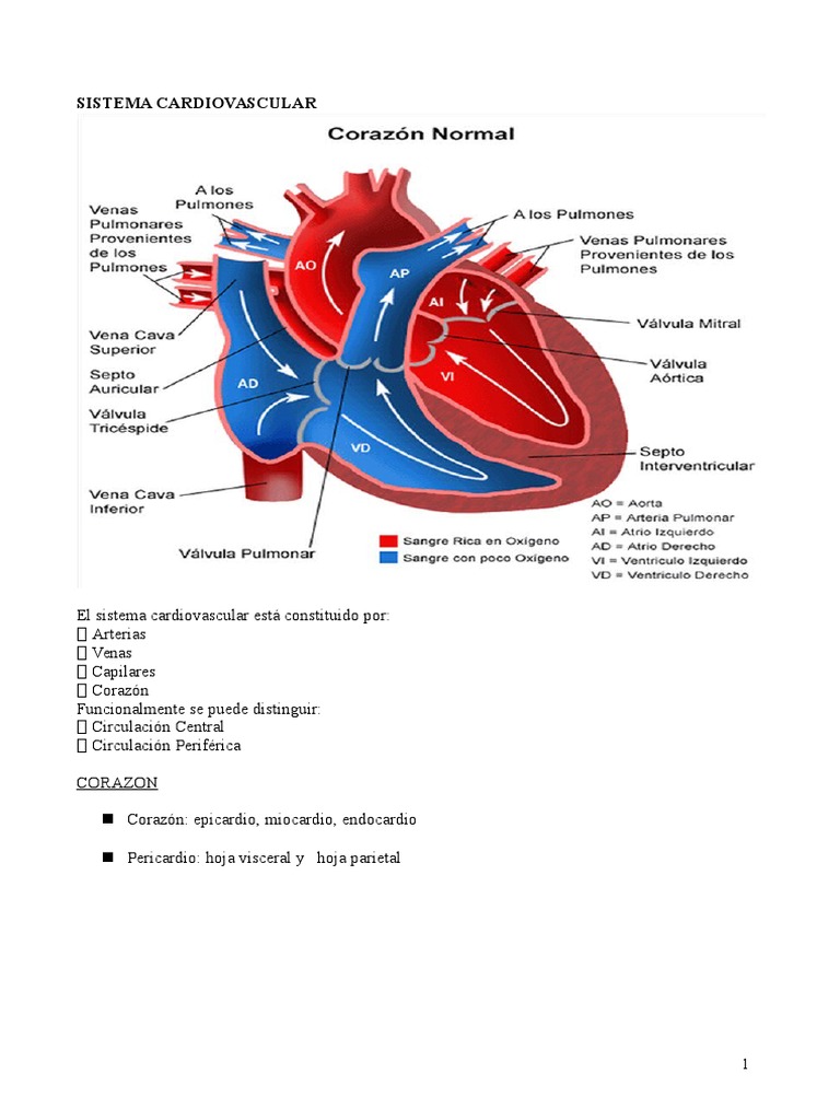 El sistema cardiovascular: estructura, funciones y principales ...