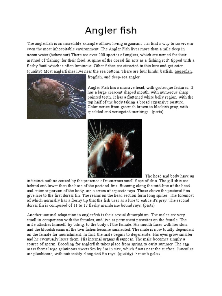 Angler Fish Before Move To Power Point | PDF | Aquatic Vertebrates | Fish