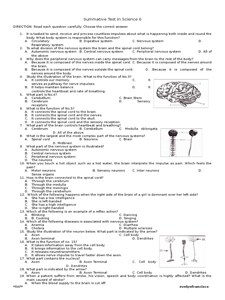 Grade 6 Nervous System Test Questions | PDF | Nervous System | Brain