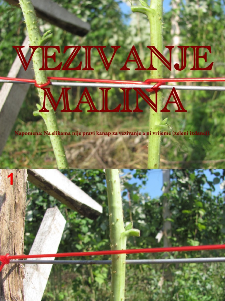 Vezivanje Malina | PDF