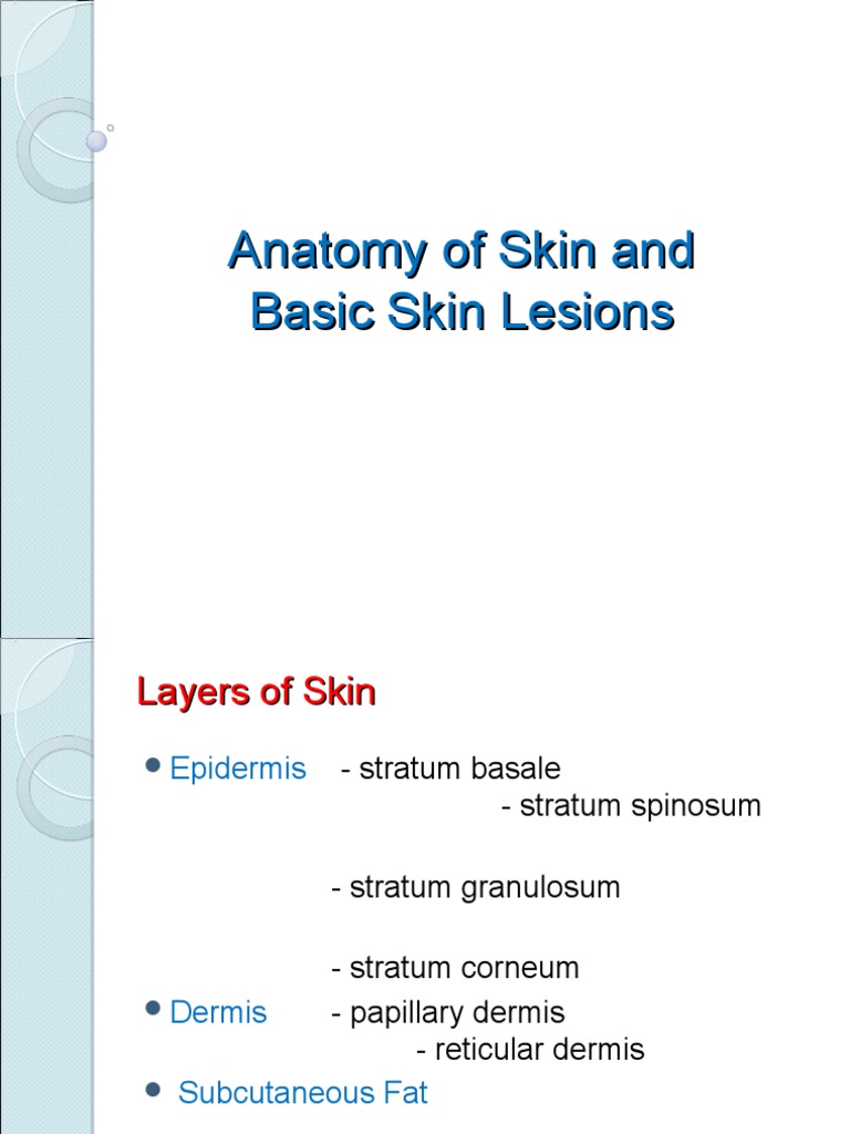 Anatomy of Skin | PDF | Cutaneous Conditions | Skin