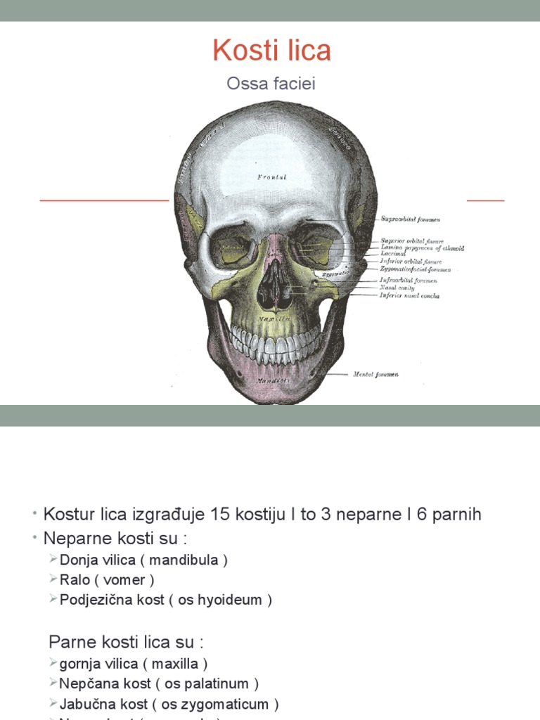Kosti Lica | PDF