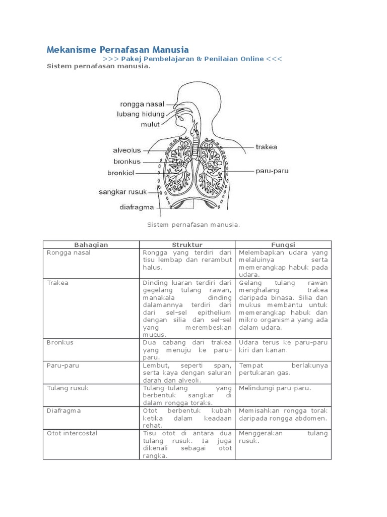 Mekanisme Pernafasan Manusia | PDF