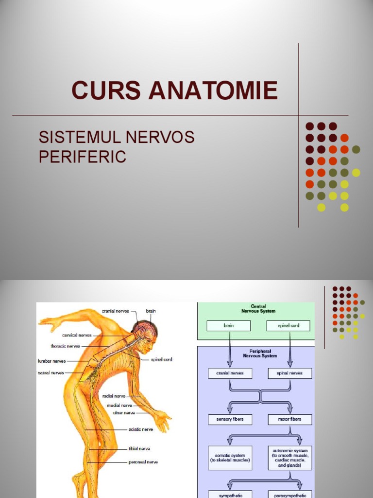 Sistemul Nervos Periferic | PDF
