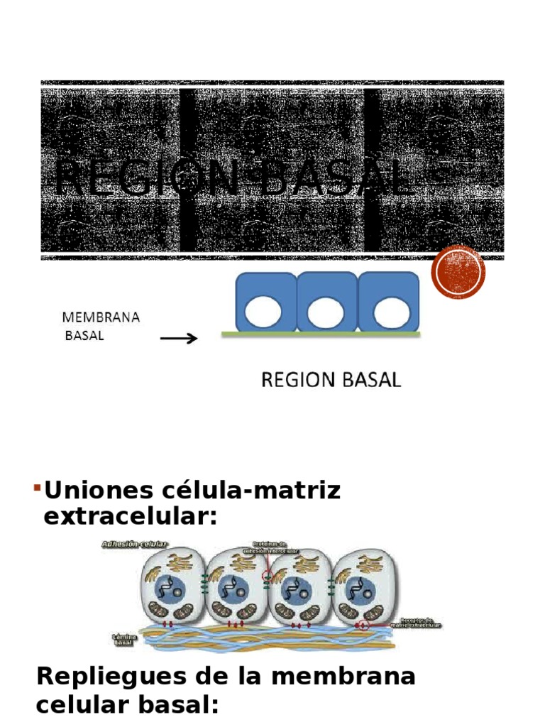 Estructura y Función de la Membrana Basal | PDF | Epitelio | Tejido ...