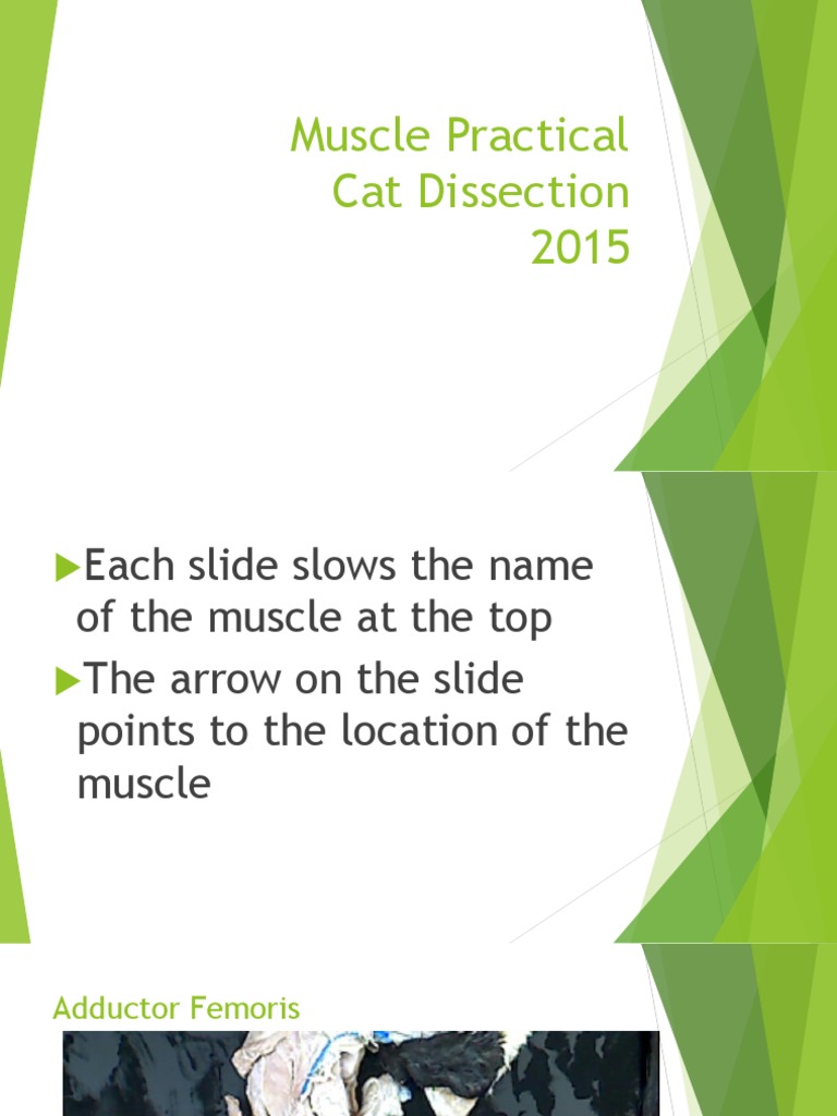 Cat Muscle Dissection Guide | PDF