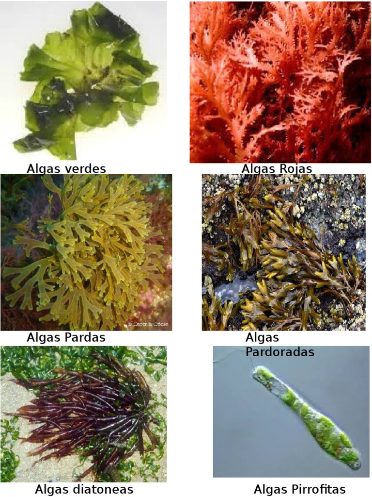 Algas Verdes, Rojas, Pardas, PArdodoradas, Pirrofitas, Etc | PDF | Hogar, jardinería y bricolaje ...