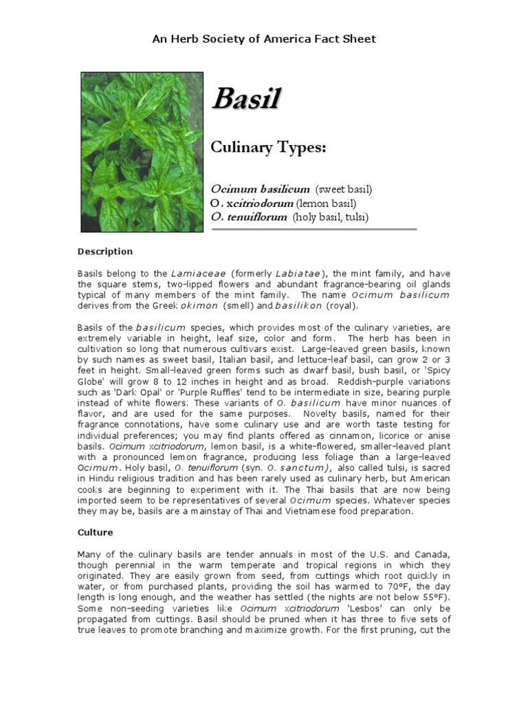 Basil (An Herb Society of America Fact Sheet) | PDF | Basil | Foods