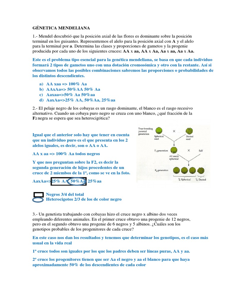 Ejercicios de Genética Mendeliana | PDF | Dominancia (Genética) | Alelo