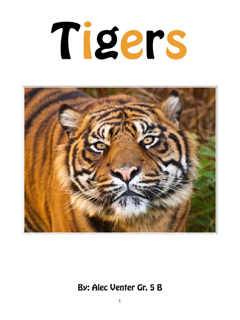Tiger Nonfiction | PDF | Tiger | Predation