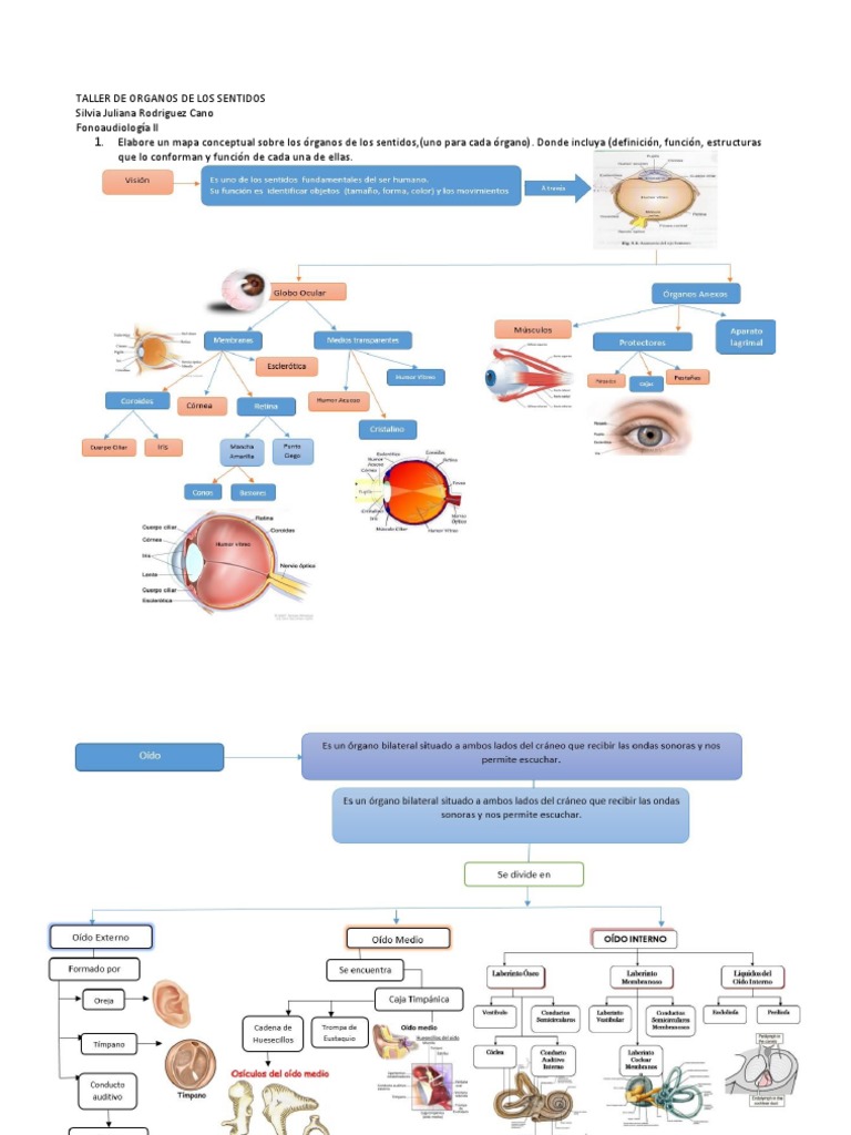 Enfermedades de los Sentidos: Taller | PDF | Percepción visual | Ojo humano