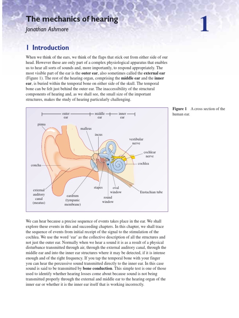 Mechanics of Hearing Explained | PDF | Ear | Hearing