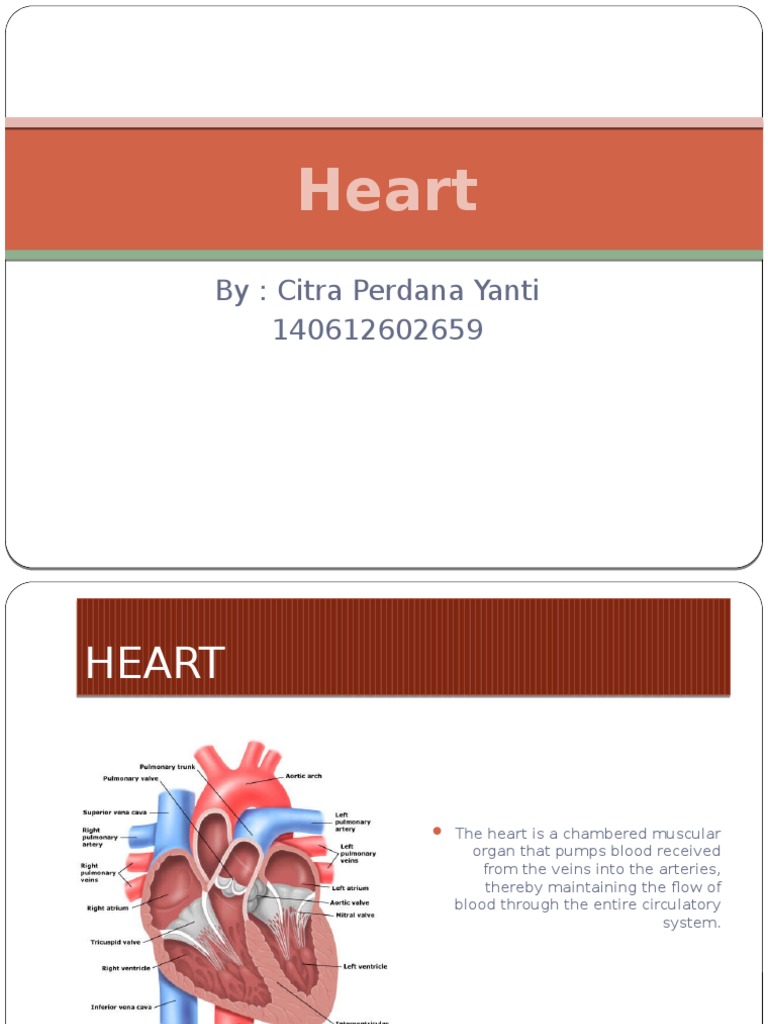 Heart | Download Free PDF | Heart Valve | Heart