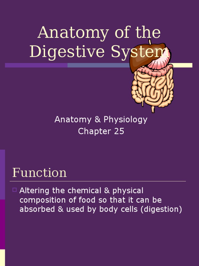Digestive System Anatomy Overview | PDF | Tongue | Stomach