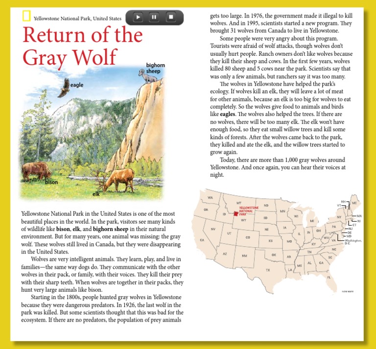 Return of The Gray Wolf | PDF | Gray Wolf | Yellowstone National Park