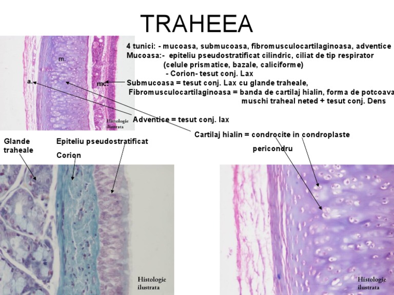 Traheea | PDF
