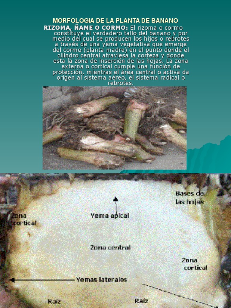 Morfologia de La Planta de Banano 1210871697783625 9 | PDF | Hoja | Raíz