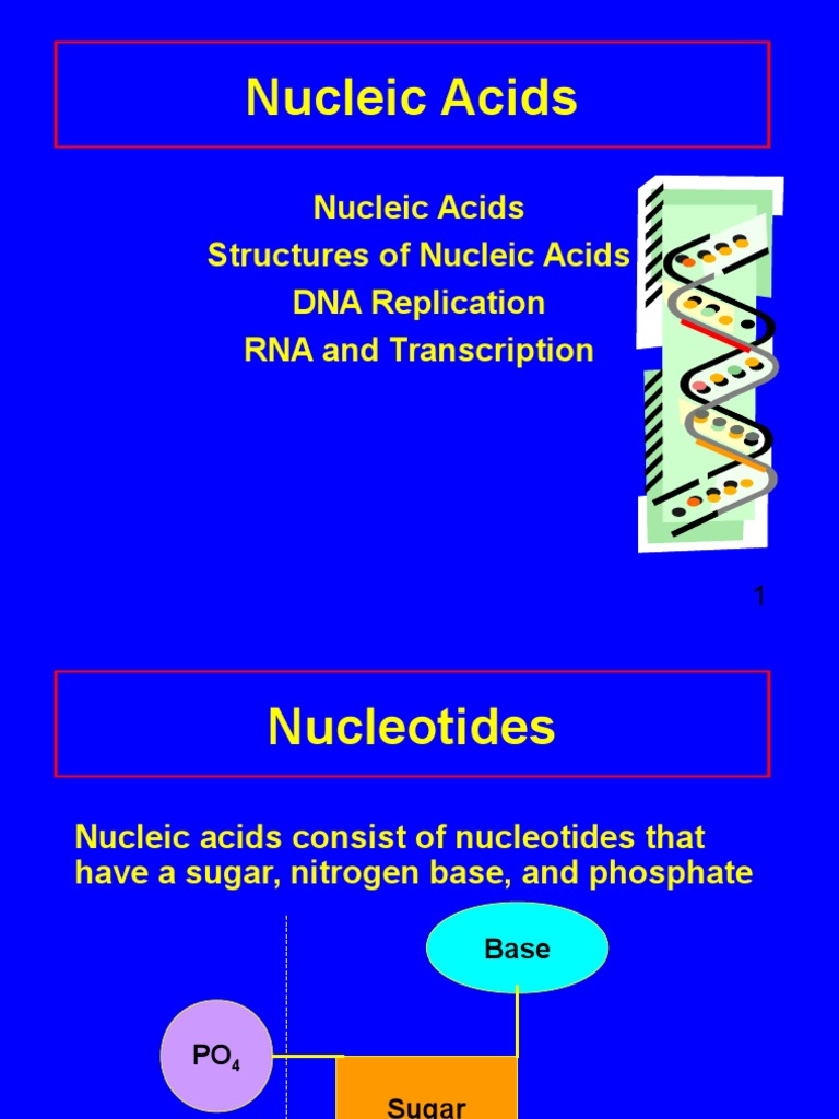 Nucleic Acids: Nucleic Acids Structures of Nucleic Acids DNA ...