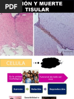 Mecanismo de Schultze | PDF | Placenta | Parto