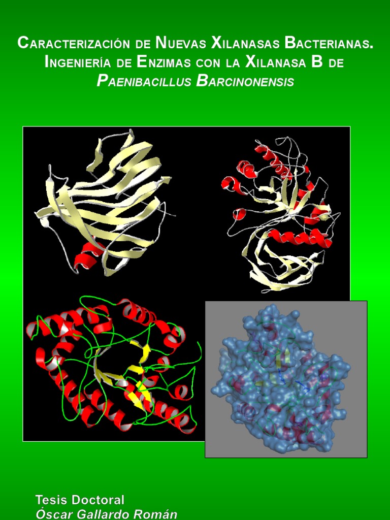 Caracterización de Nuevas Xilanasas Bacterianas. Ingenieria de Enzimas ...