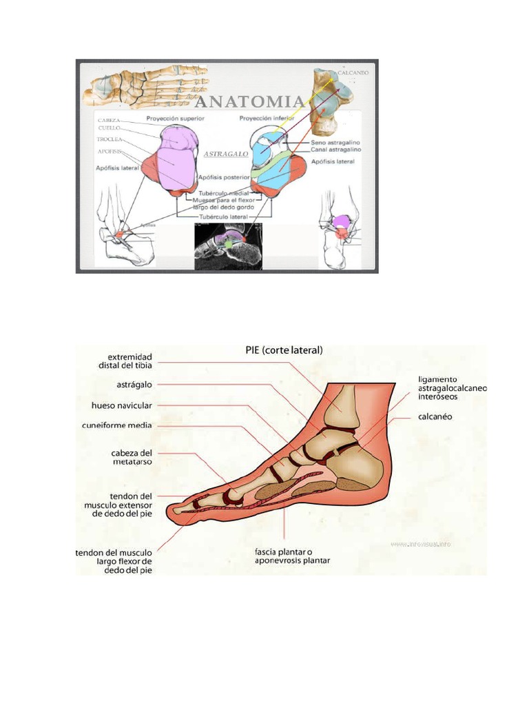 El Pie ANATOMIA | PDF | Sistema esquelético | Anatomía del miembro inferior