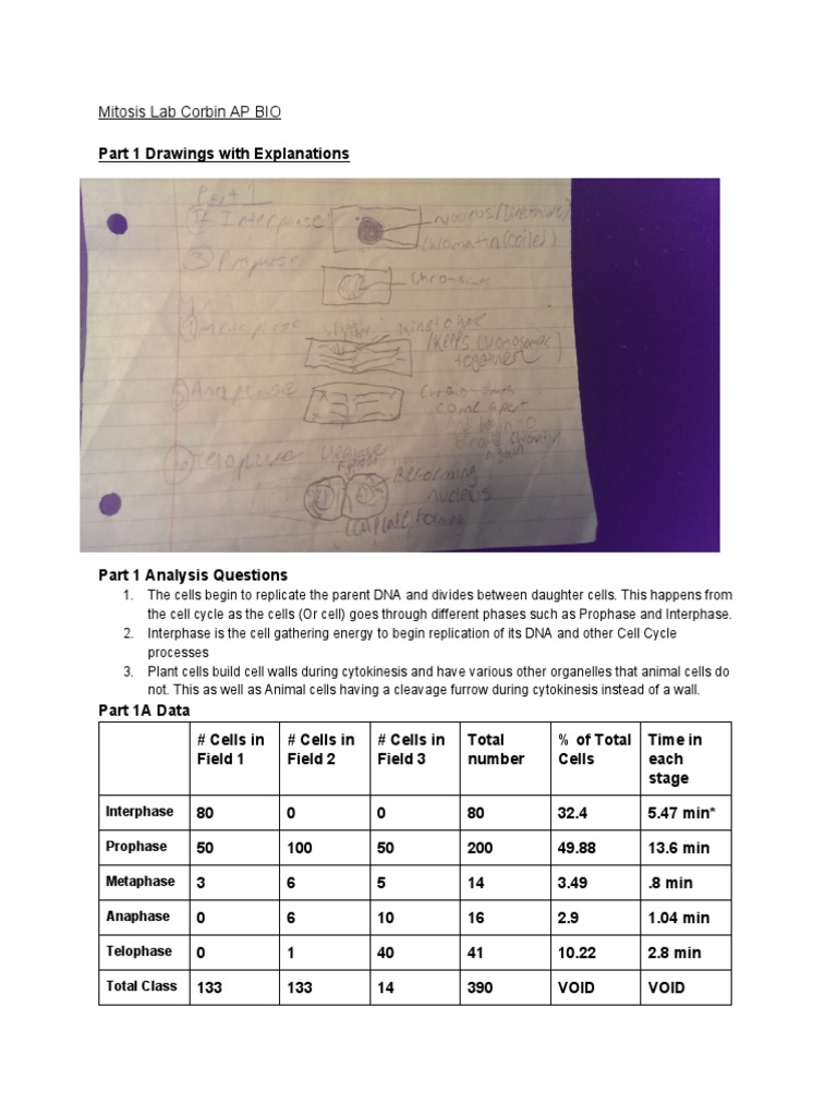 Mitosis Lab Analysis & Data | PDF | Home & Garden | Science & Mathematics