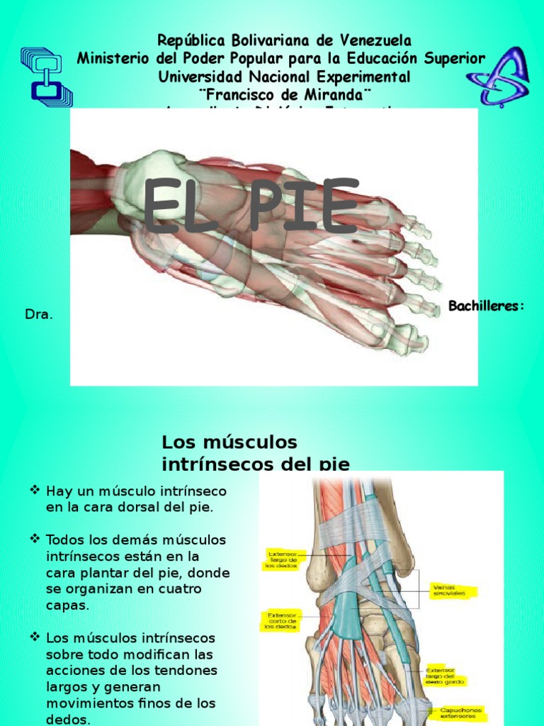 Diagrama De Anatomía De Los Músculos Del Pie