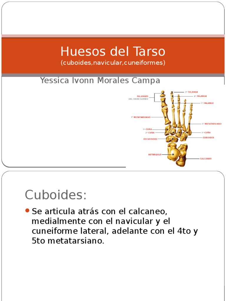 Huesos Del Tarso