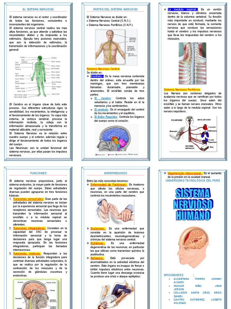 Tript Sist Nerv | PDF | Sistema nervioso | Sistema nervioso central