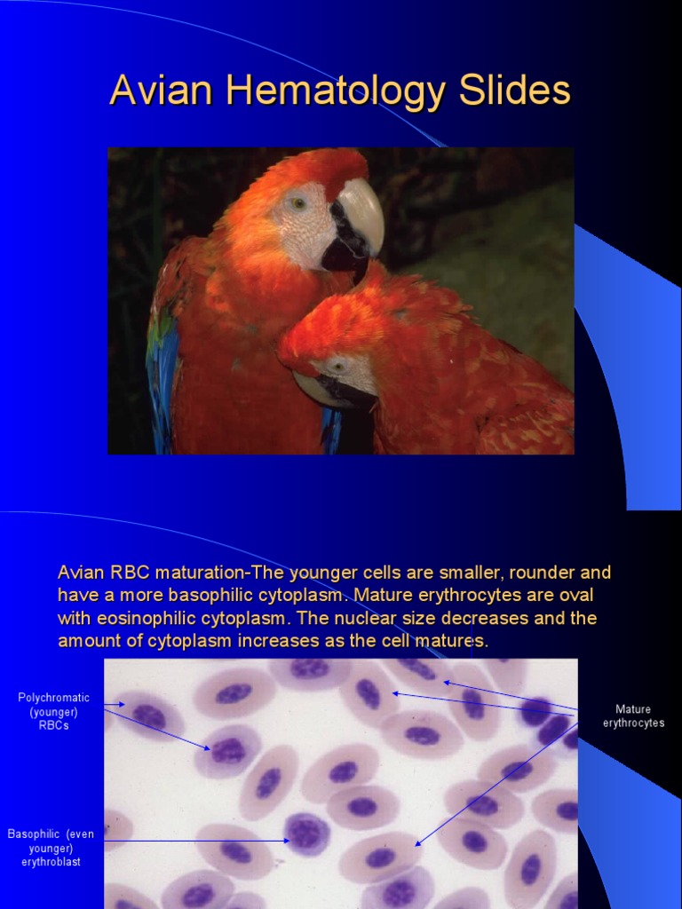 Avian Hematology Slides | PDF | Red Blood Cell | Lymphocyte